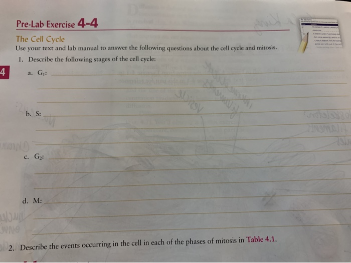 Solved Pre-Lab Exercise 4-4 The Cell Cycle Use your text and | Chegg.com