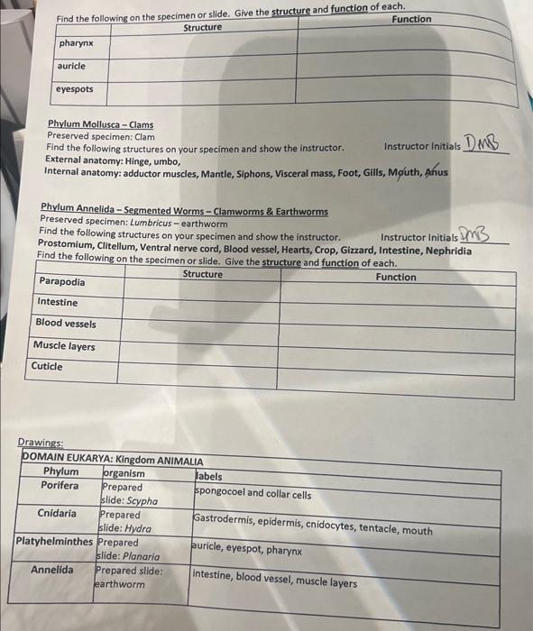 Phylum Porifera - Sponges Preserved specimen: Scypha | Chegg.com