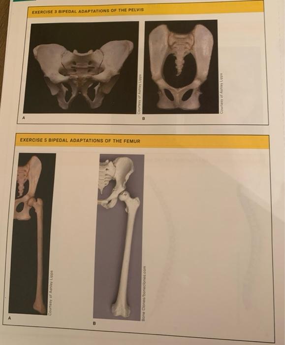 Solved The pre-australopith fossils are especially | Chegg.com