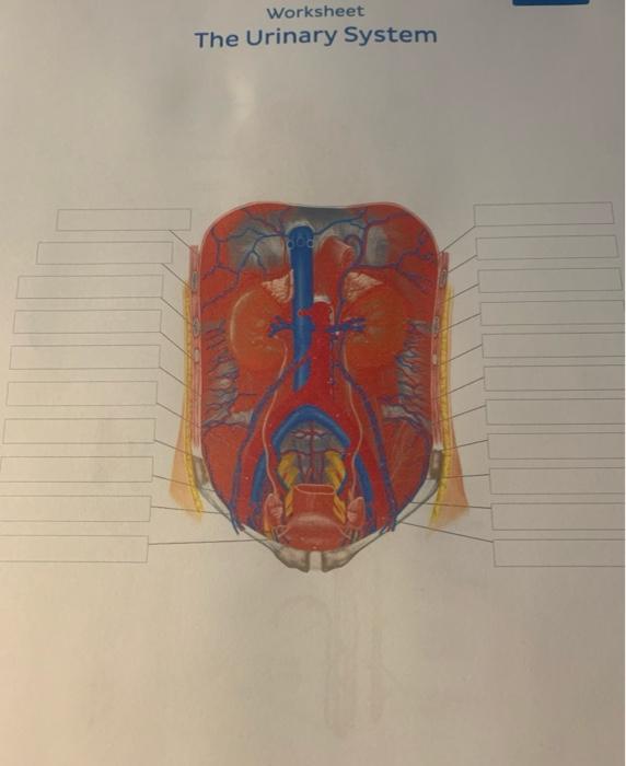 Solved Worksheet The Urinary System | Chegg.com