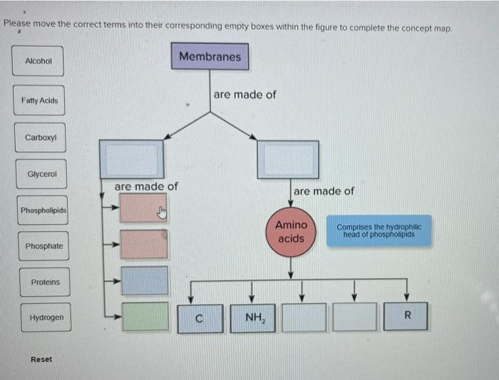 Solved Please move the correct terms into their | Chegg.com