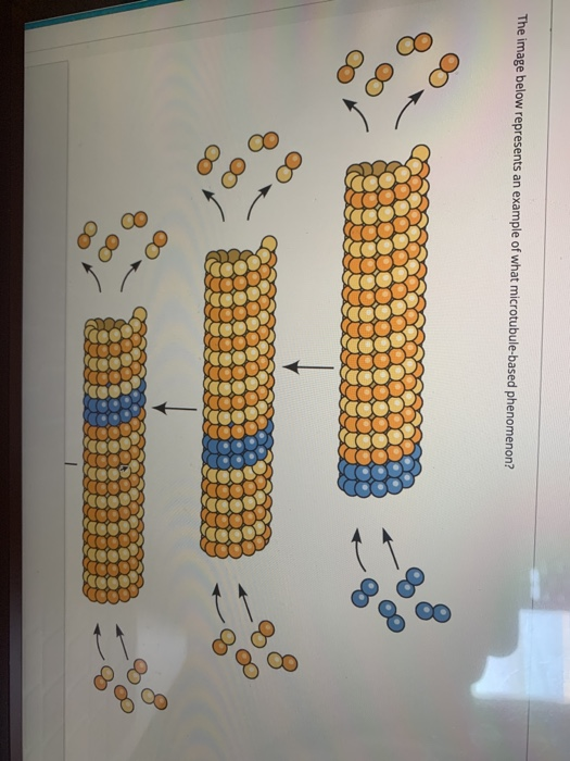 Solved QUESTION 34 ne image below is an example of what kind | Chegg.com