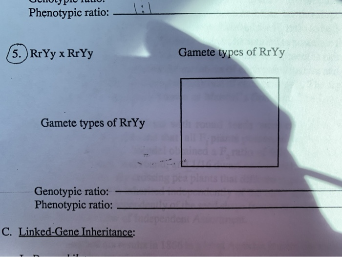 Solved UOL PITULO Phenotypic ratio: 5. RrYy x RrYy Gamete | Chegg.com