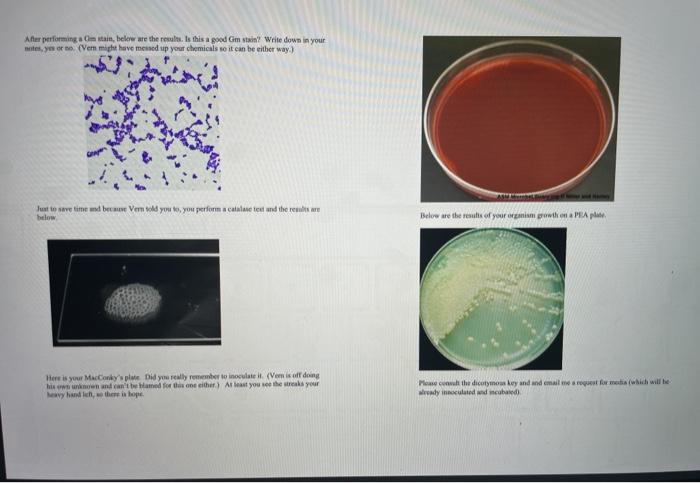Solved Lab 15: Identification of Microbial Unknowns Lab | Chegg.com