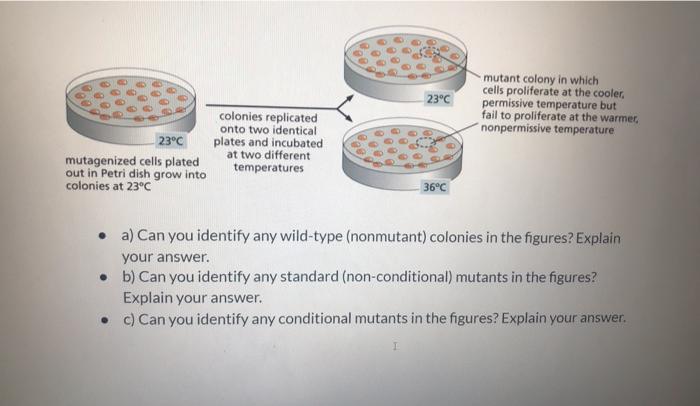 Solved 23°C mutant colony in which cells proliferate at the | Chegg.com