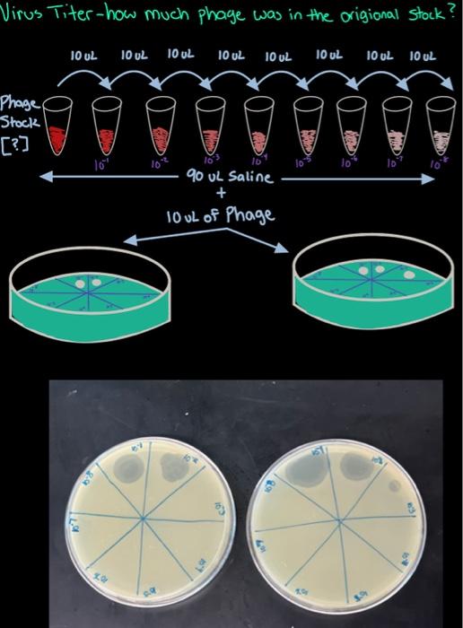 Solved Interpret your spot plates. What is the concentration | Chegg.com
