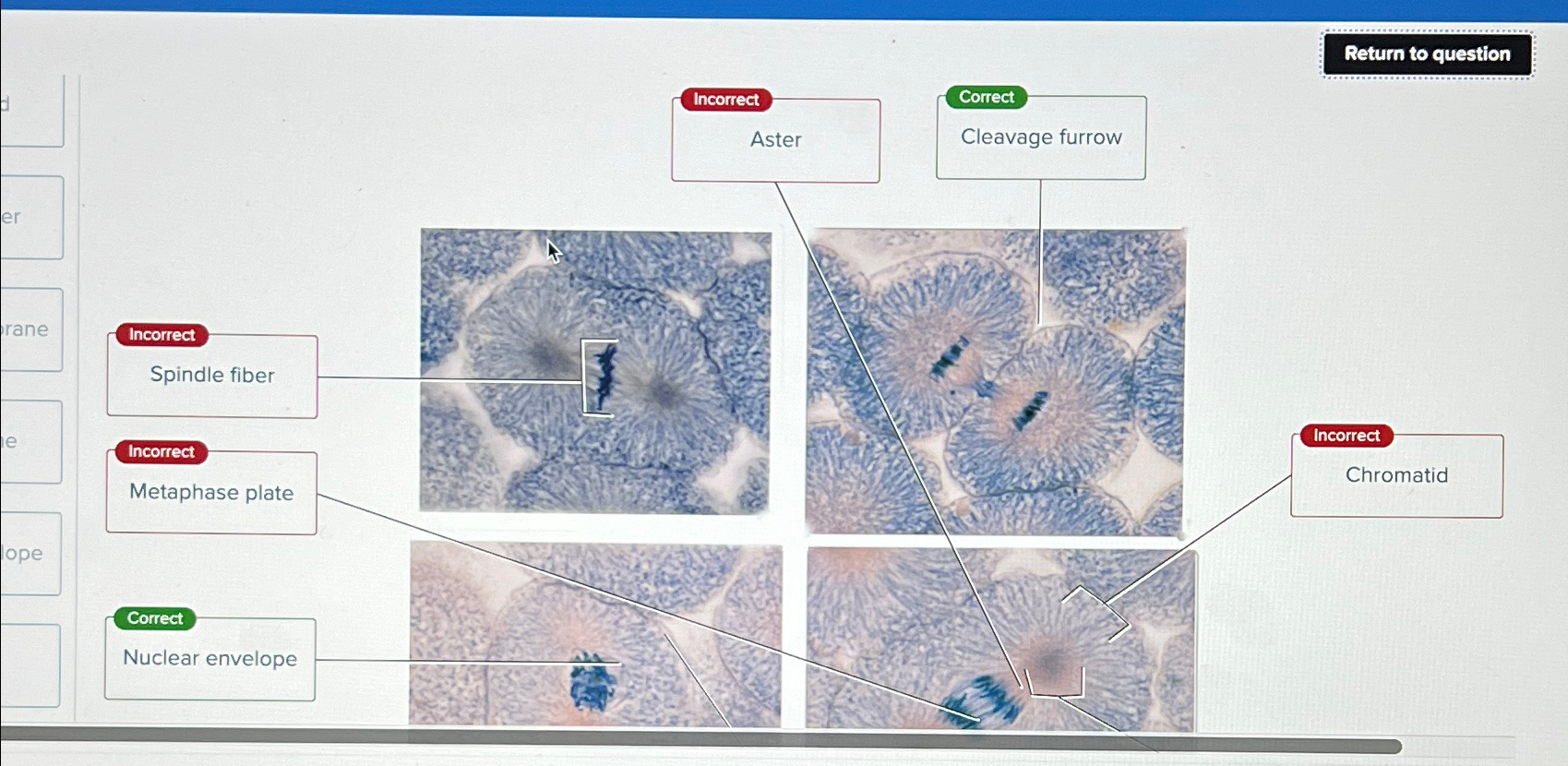 Solved Identify the structures of the cell in each mitotic | Chegg.com Solved Identify the structures of the cell in each mitotic | Chegg.com