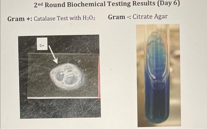 Solved க DED B A NO Separation Two-phase Streak Plate | Chegg.com