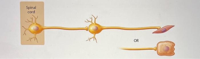 Solved Which of the following is trye of the nervous system | Chegg.com