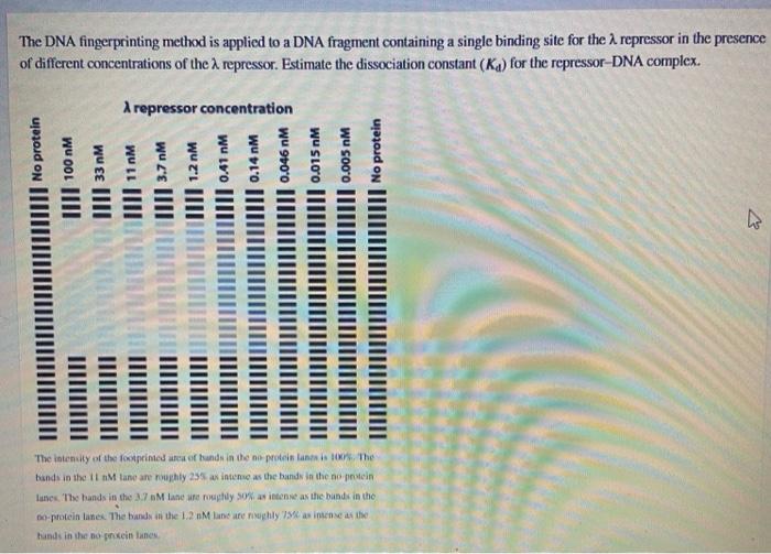 Solved DNA footprinting is a powerful method for examining | Chegg.com