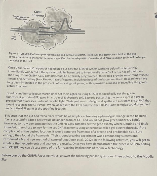 Solved CRISPR-Based Gene Editing Paper Lab Activity with | Chegg.com