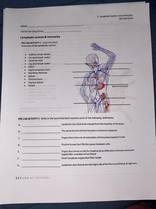 Solved 5-lymphatic system and Immunity BIO 169 FA14 NAME Lab | Chegg.com
