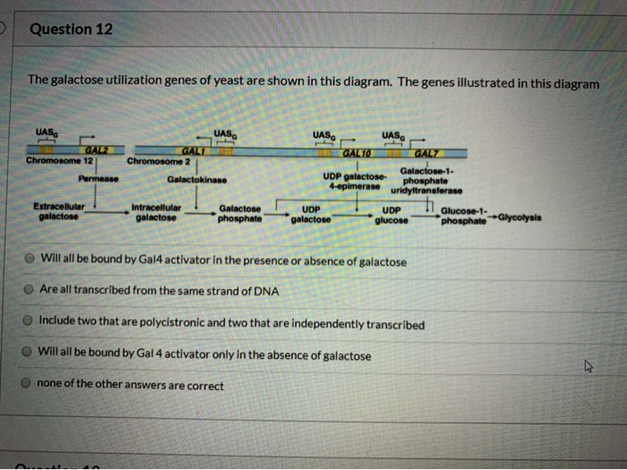 Solved Question 12 The Galactose Utilization Genes Of Yeast