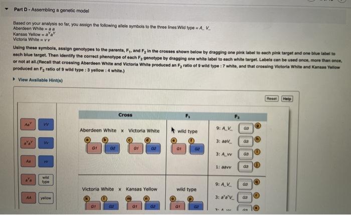 Solved Part D - Assembling a genetic model Based on your | Chegg.com