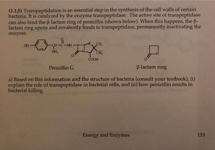 Solved (3.1.5) Transpeptidation is an essential step in the | Chegg.com