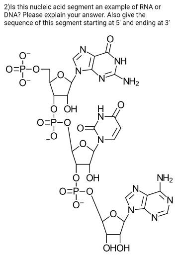 Solved 2)Is this nucleic acid segment an example of RNA or | Chegg.com