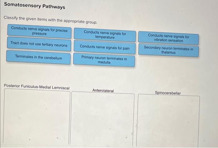 Solved Somatosensory Pathways Classify the given items with | Chegg.com
