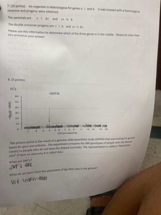 Solved 7. (10 points). An organism is heterozygous for genes | Chegg.com
