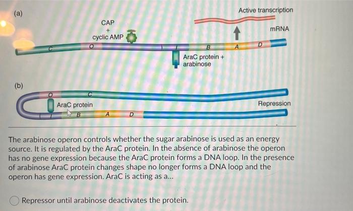 Solved The arabinose operon controls whether the sugar | Chegg.com