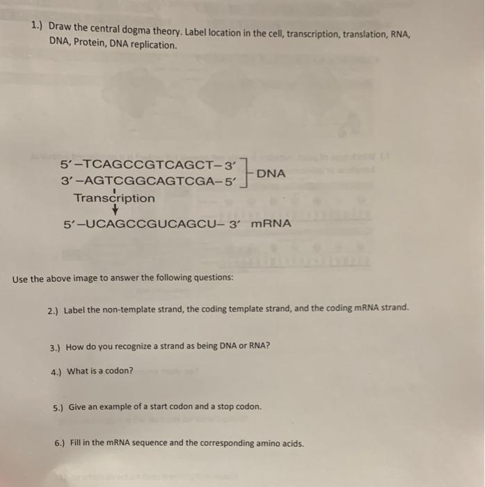 Solved 1.) Draw the central dogma theory. Label location in | Chegg.com