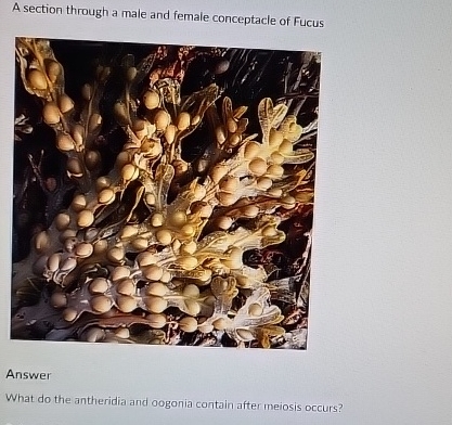 Solved A section through a male and female conceptacle of | Chegg.com