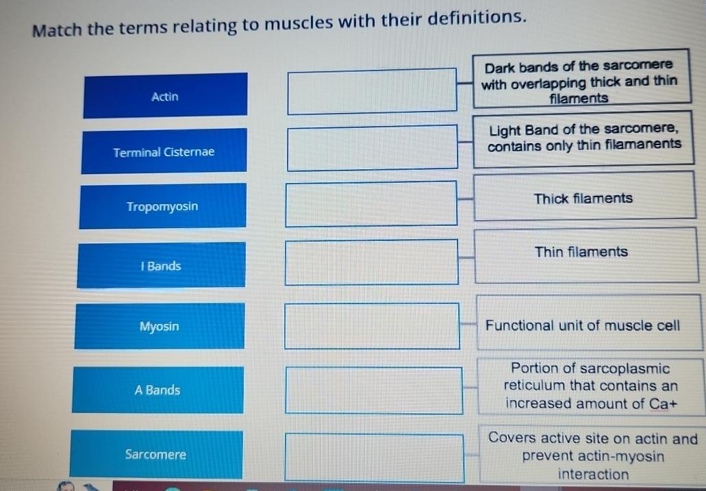 Solved Match the terms relating to muscles with their | Chegg.com