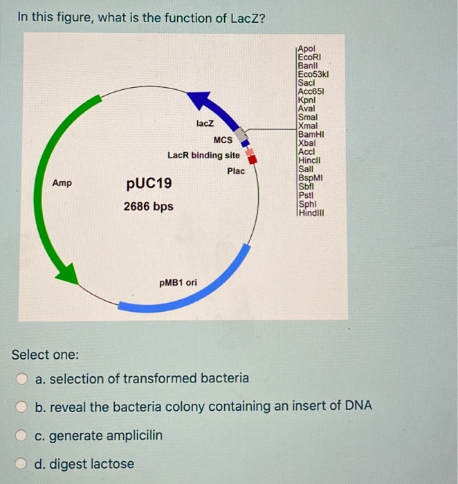 Solved In this figure, what is the function of Lacz? lacz | Chegg.com