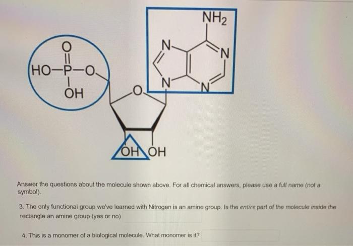 Solved NH2 N 'N O II (HO-P-0. N OH OH OH Answer the | Chegg.com