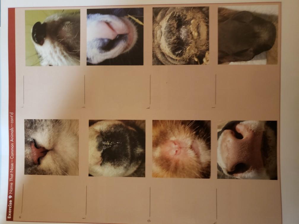 Solved Exercise 9 Name That Nose-Common Animals -cont'd 9 | Chegg.com