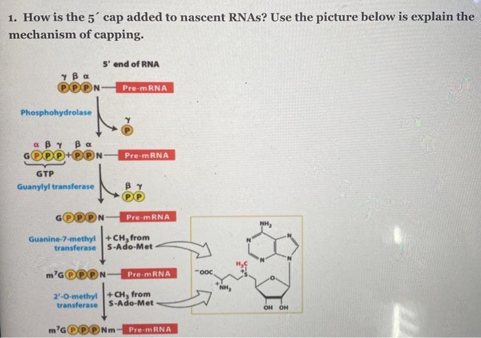 Solved 1. How is the 5' cap added to nascent RNAs? Use the | Chegg.com