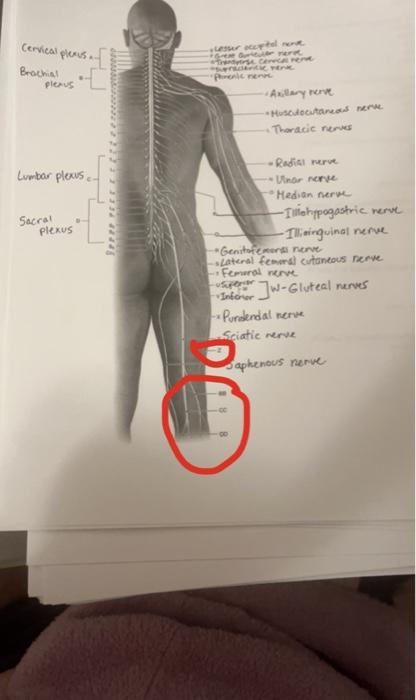 Solved please help label the circled red parts | Chegg.com