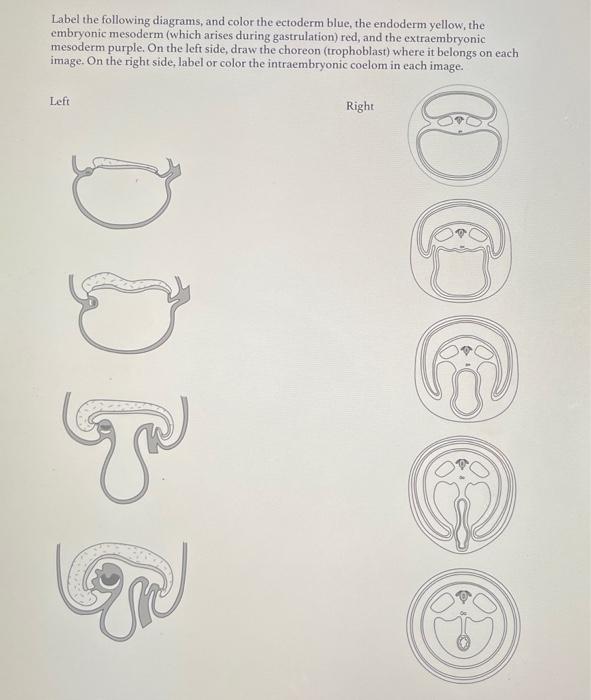 Solved Label the following diagrams, and color the ectoderm | Chegg.com
