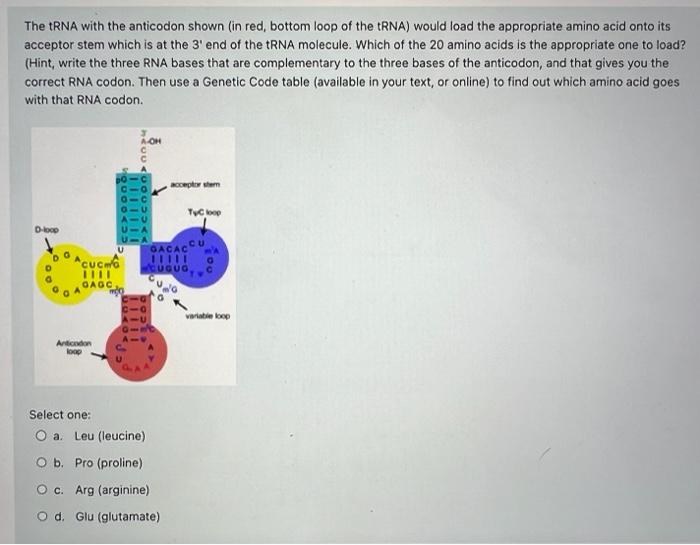 Solved The tRNA with the anticodon shown (in red, bottom | Chegg.com