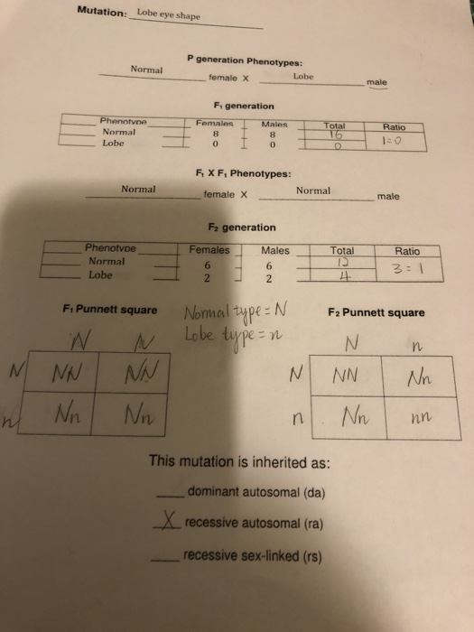 Solved Mutation: Lobe eye shape Normal Normal preparatlar | Chegg.com