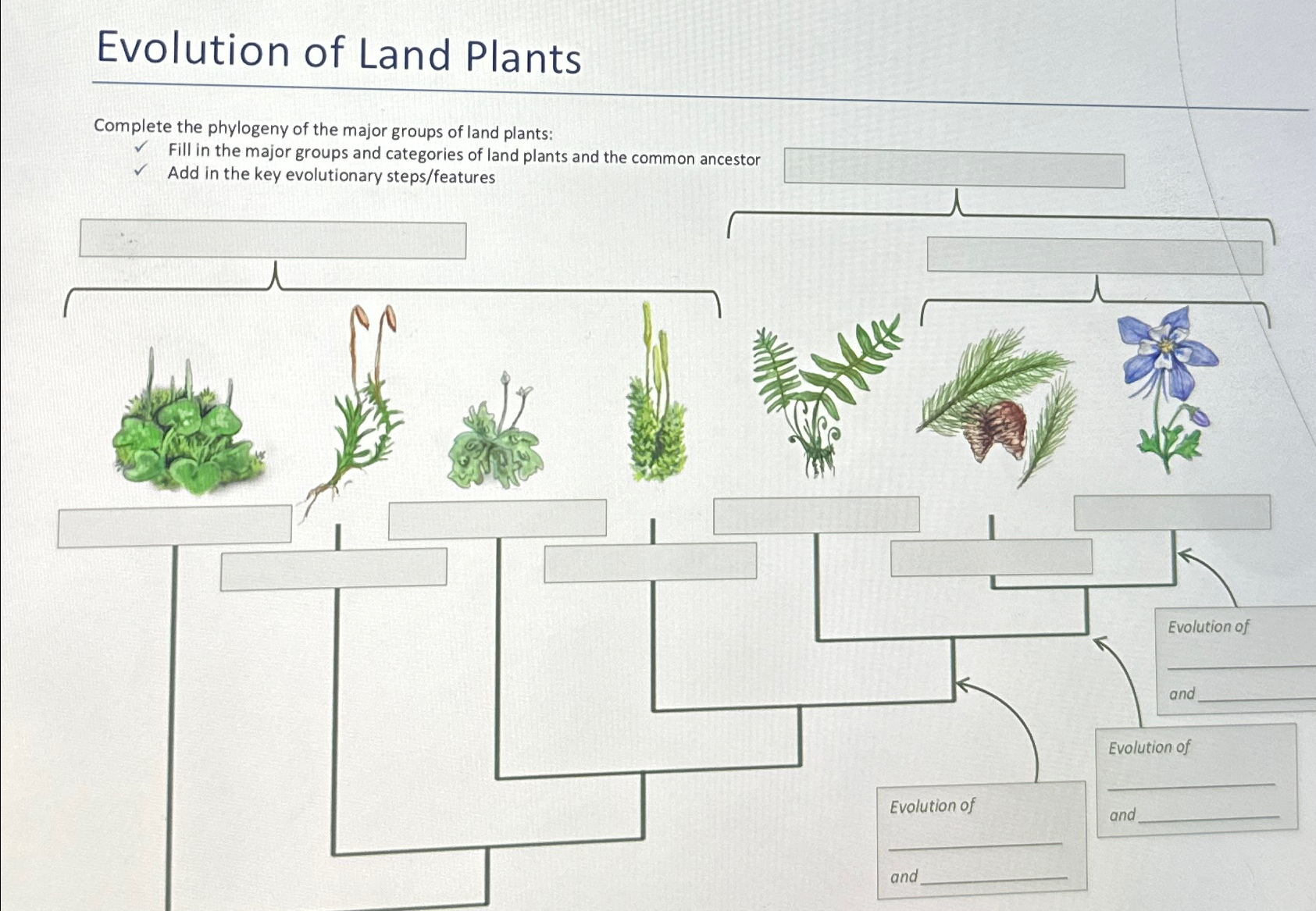 Solved Evolution of Land PlantsComplete the phylogeny of the | Chegg.com