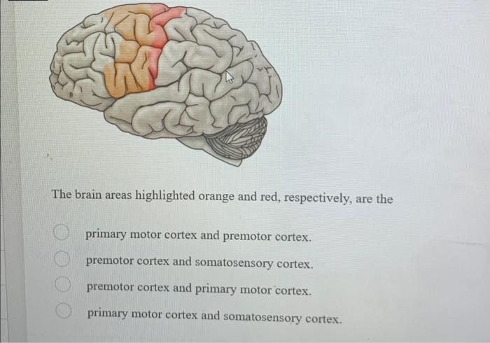 Solved The brain areas highlighted orange and red, | Chegg.com