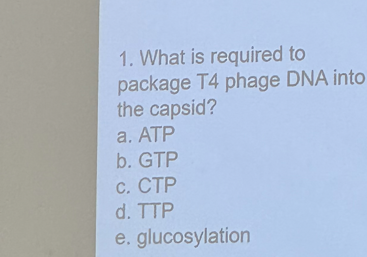 Solved What is required to package T4 ﻿phage DNA into the | Chegg.com