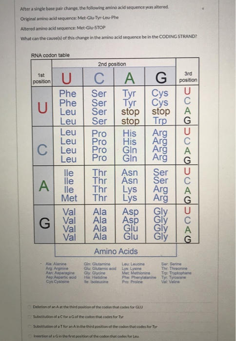 Solved After a single base pair change the following amino | Chegg.com