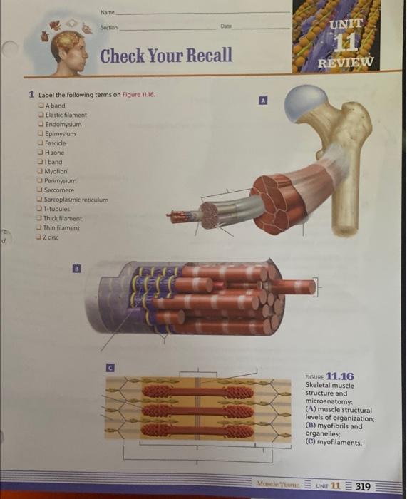 Solved 1 Label the following terms on Figure 11.16. | Chegg.com