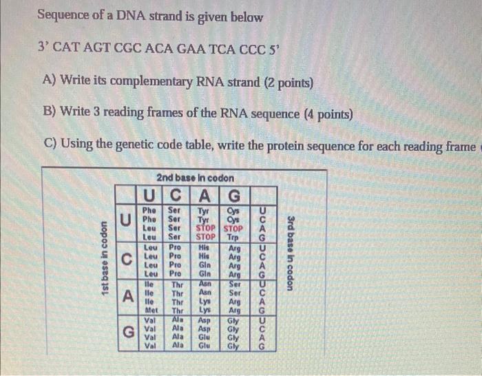 Solved Sequence of a DNA strand is given below 3' CAT AGT | Chegg.com