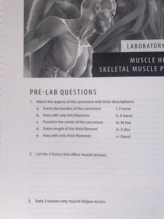 Solved LABORATORY MUSCLE HI SKELETAL MUSCLEP PRE-LAB | Chegg.com