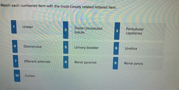 Solved Match each numbered item with the most closely | Chegg.com