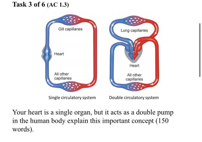 Solved Task 3 of 6 (AC 1.3) Your heart is a single organ, | Chegg.com