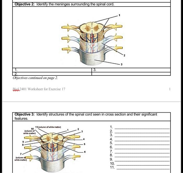 Solved Objectives continued on page 2. Binh2401 Worksheet | Chegg.com