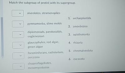 Solved Match the subgroup of protist with its | Chegg.com
