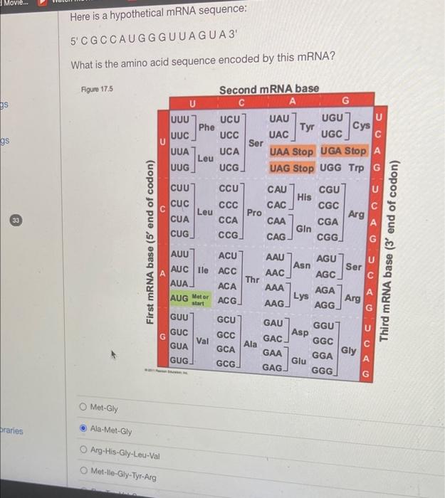 Solved What is the amino acid sequence encoded by this mRNA? | Chegg.com