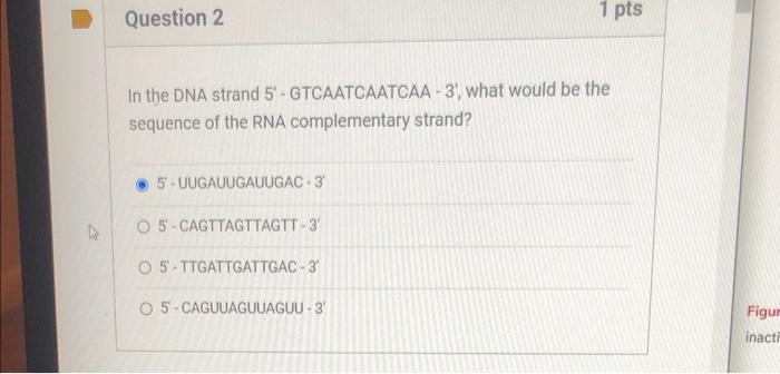Solved In the DNA strand 5' - GTCAATCAATCAA - 3', what would | Chegg.com