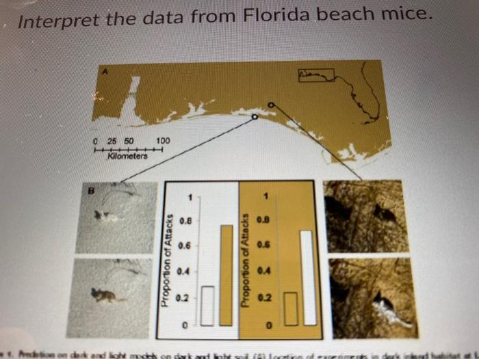 Interpret the data from Florida beach mice. | Chegg.com