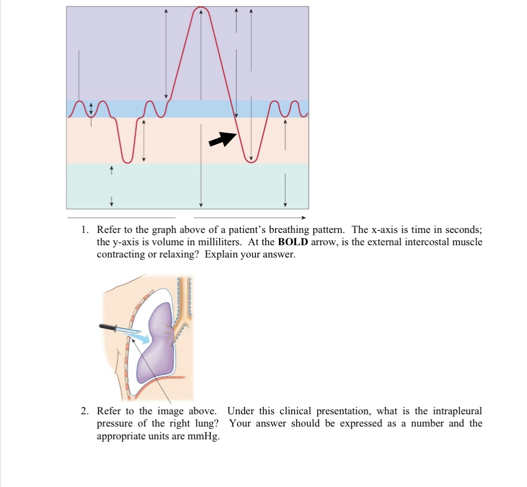 Solved Refer to the graph above of a patient's breathing | Chegg.com