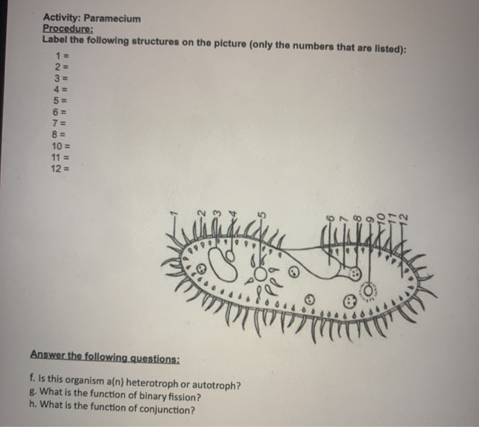 Solved Procedure Examine the "Euglena (w.m)" prepared slide; | Chegg.com